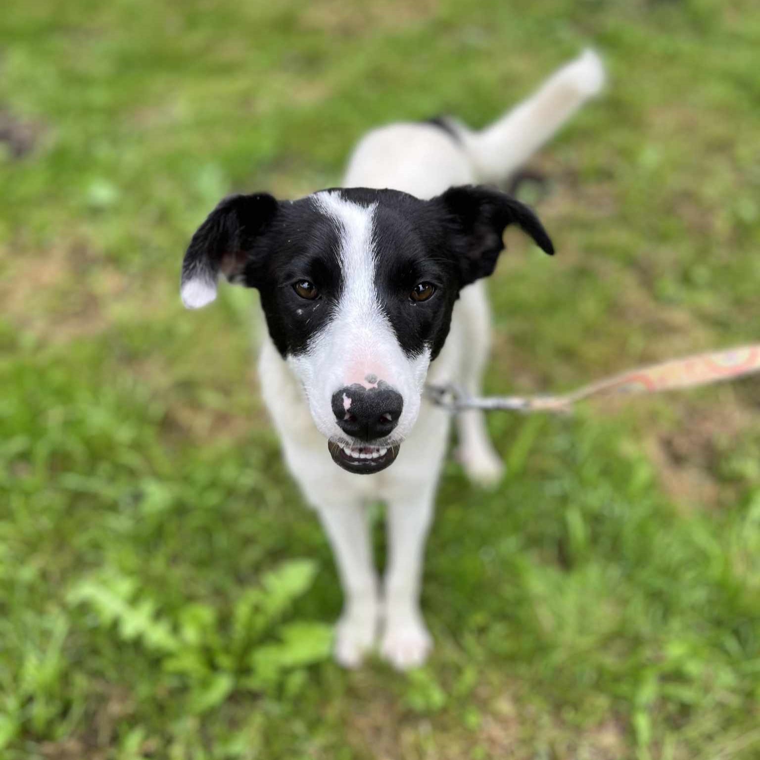 Adopter un chien association ALPA Hautes Pyrénées - Potes à Pouf